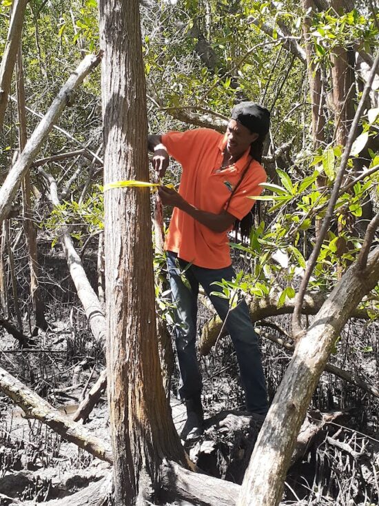 Die-Back in Ma Kôté Mangrove Forest | THE STAR - St Lucia